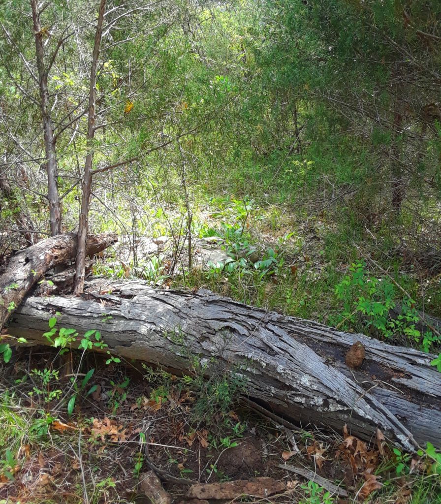 Finding And Completing A Cedar Circle - Nature's Guys